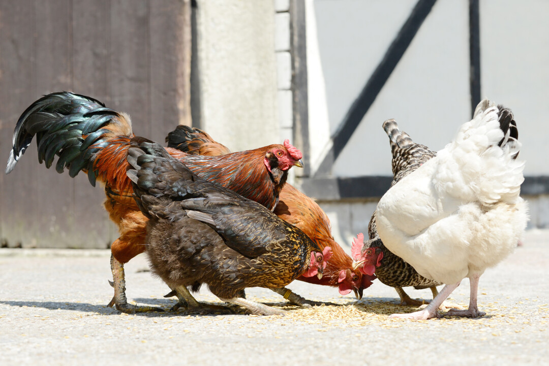 Hühner richtige füttern- Der Ratgeber von Meinhof