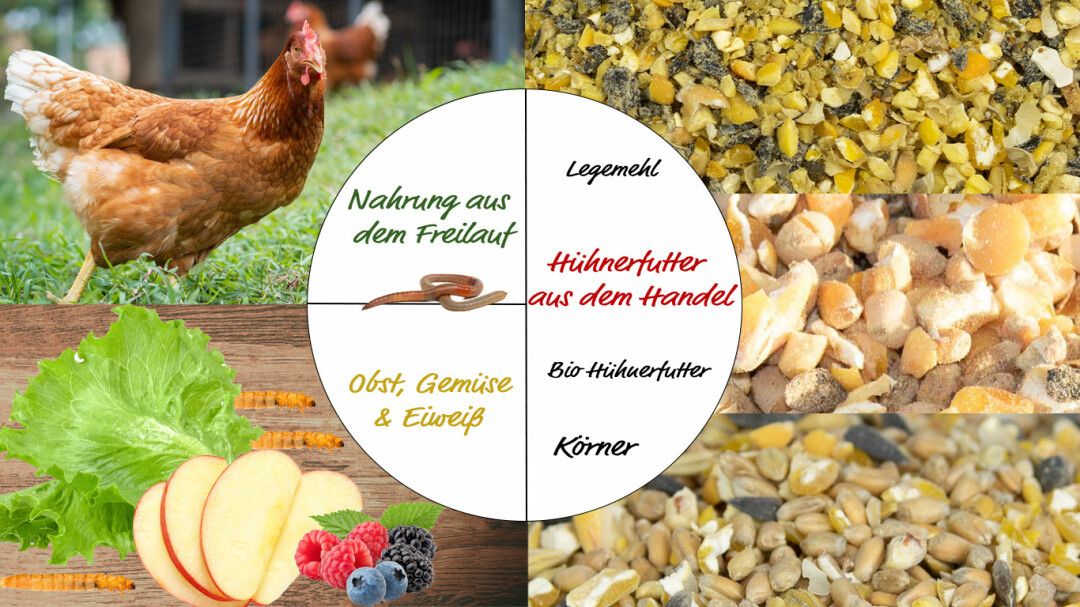 Hühner richtige füttern- Der Ratgeber von Meinhof